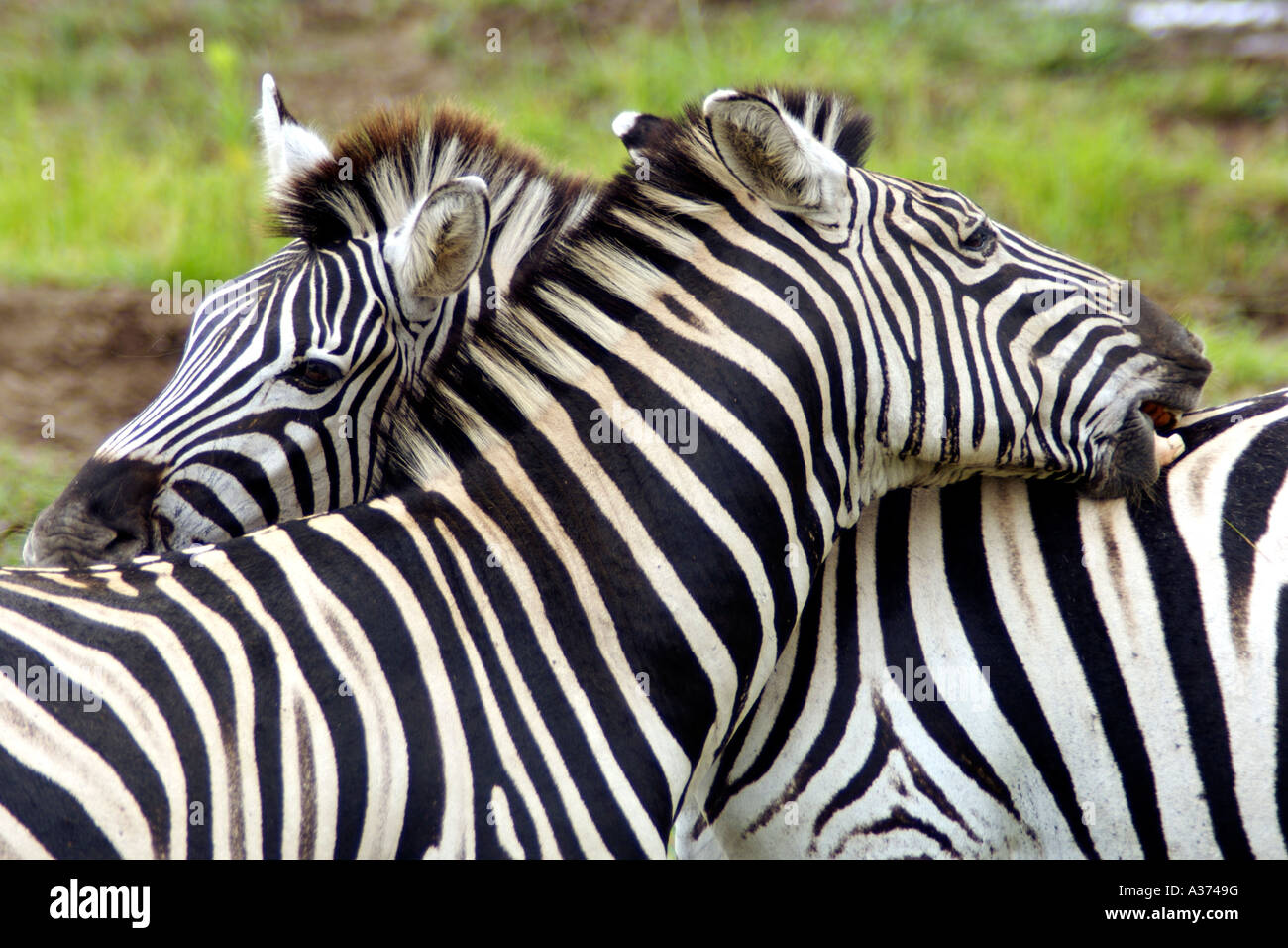 Scratching each others backs hi-res stock photography and images - Alamy