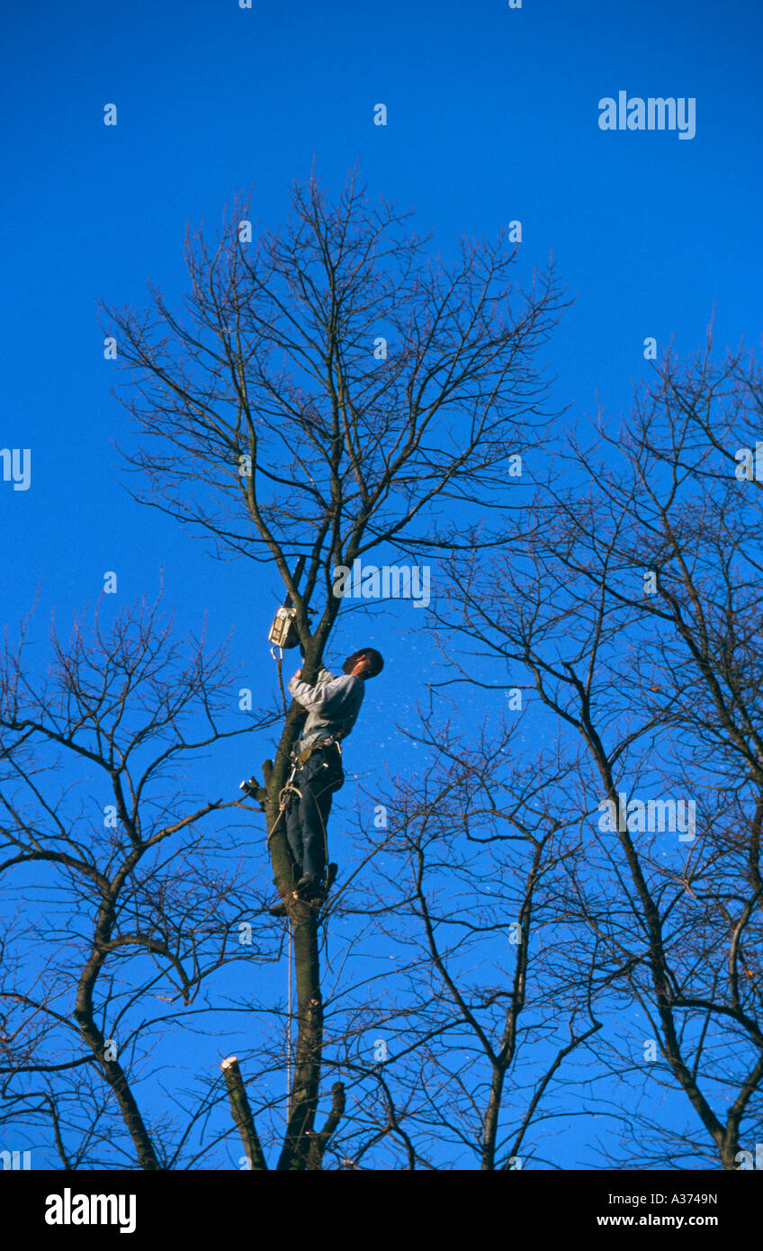A tree surgeon at work in Surrey UK Stock Photo - Alamy