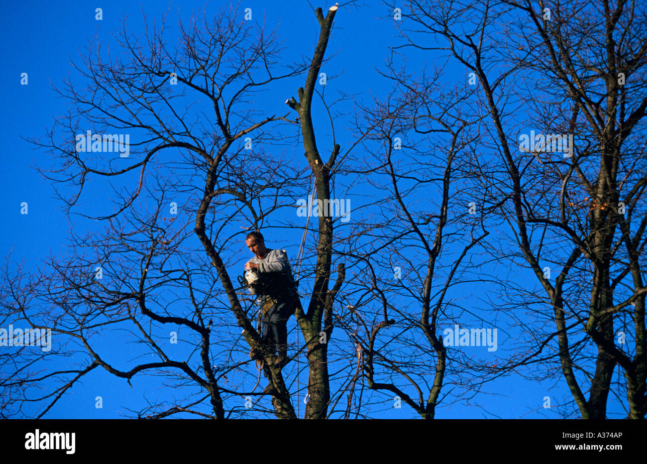 A tree surgeon at work in Surrey UK Stock Photo - Alamy