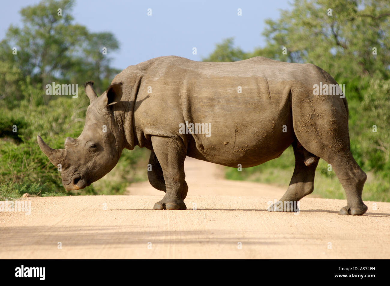 A white rhinoceros (Ceratotherium simum) crossing a road in South ...