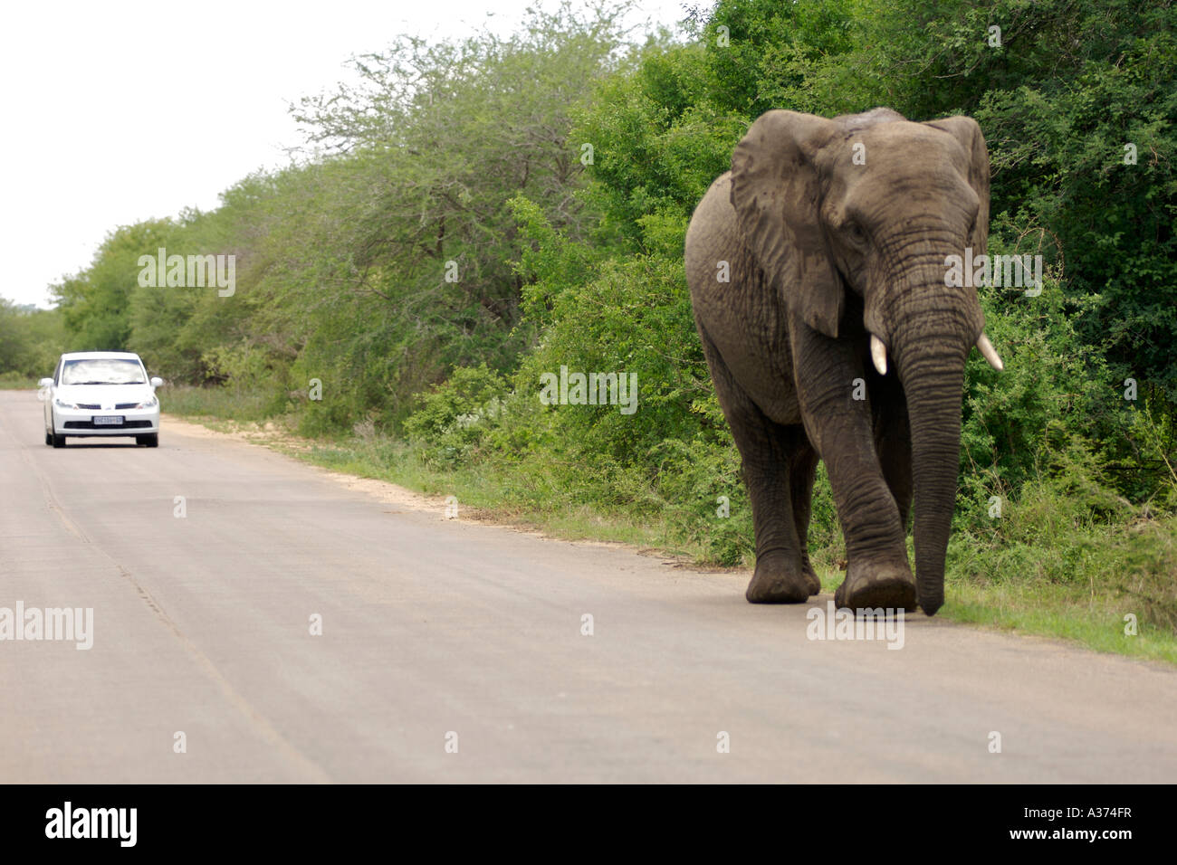 An elephant (Loxodonta africana) and a car on a road in South Africa's ...