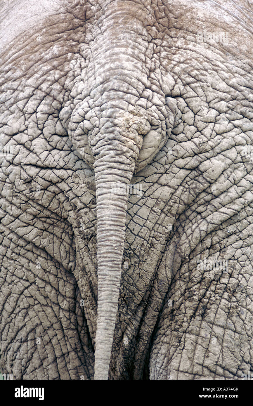 Elephant's rear end in the Addo Elephant National Park in South Africa ...