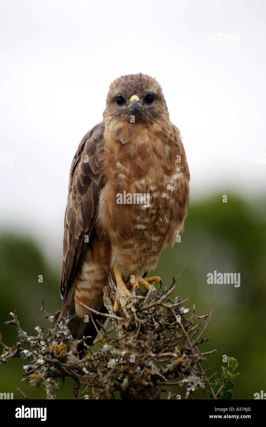Unidentified bird of prey in the Addo Elephant National Park in South ...