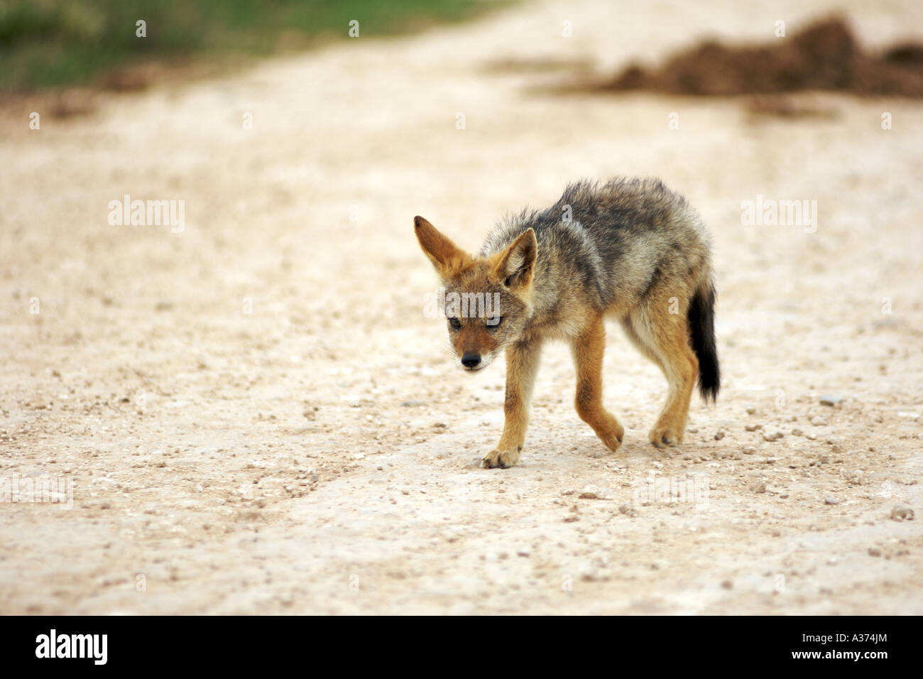 Black backed jackal in south africa hi-res stock photography and images ...