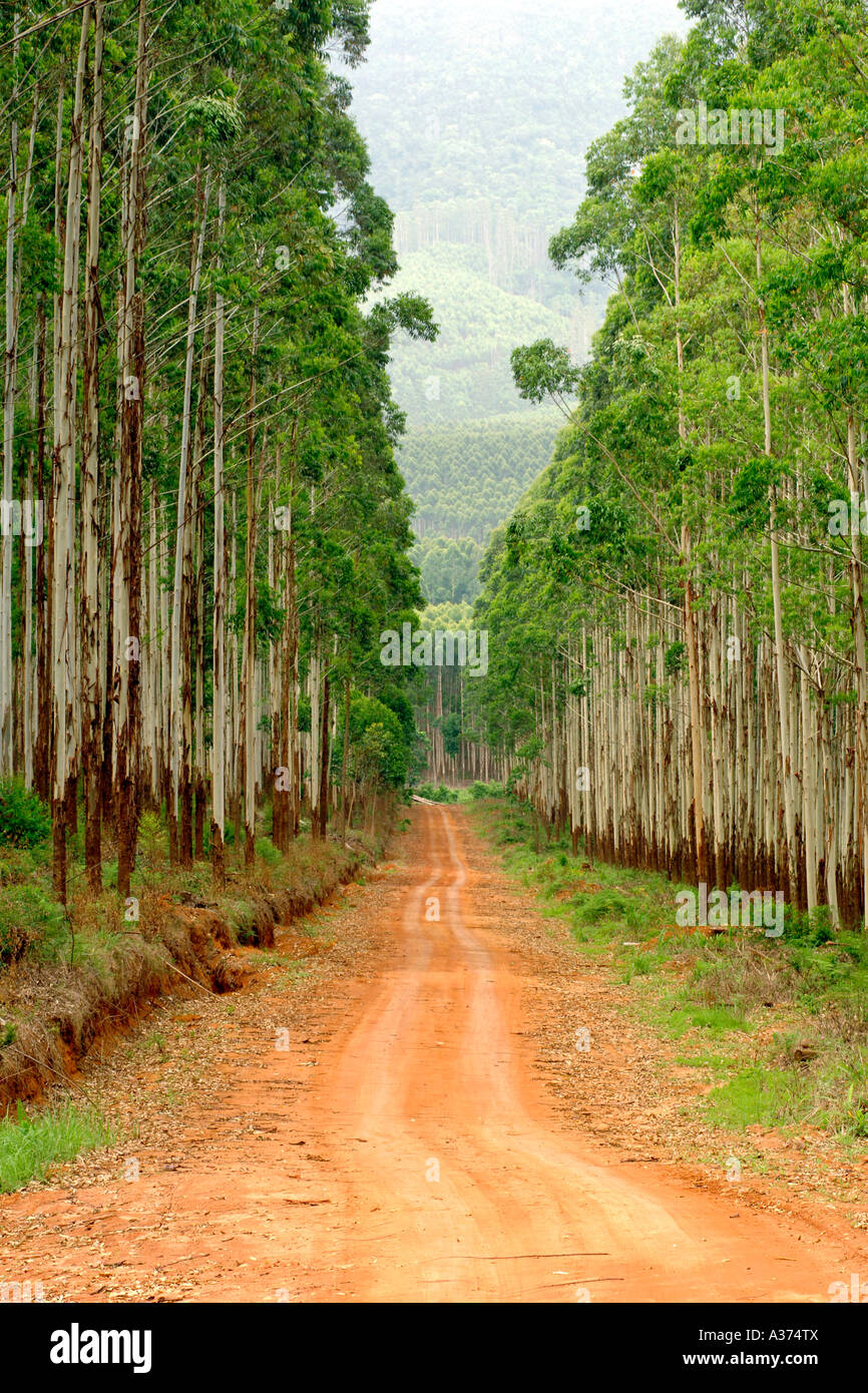Forest road through a eucalyptus plantation off the R535 road between ...