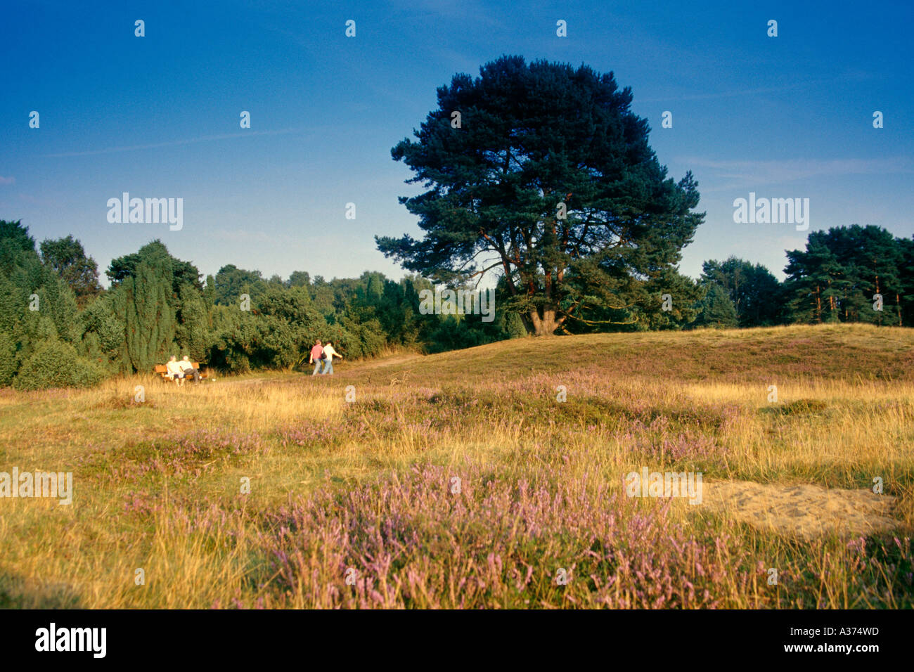 Westruper Heide National Park Germany Stock Photo - Alamy