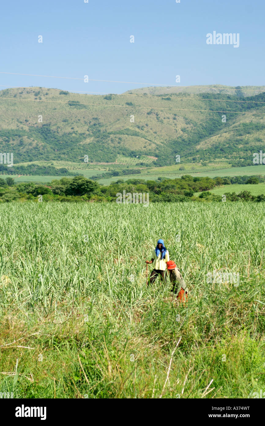 Workers in sugar cane fields in South Africa's Mpumalanga Province ...