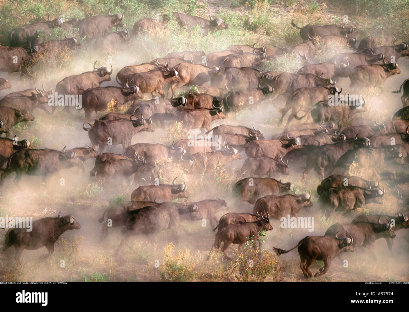 Buffalo herd from the air Okavango Botswana Stock Photo - Alamy
