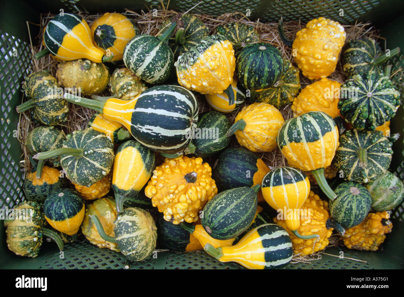 Harvest Festival Ostbevern Germany Stock Photo - Alamy
