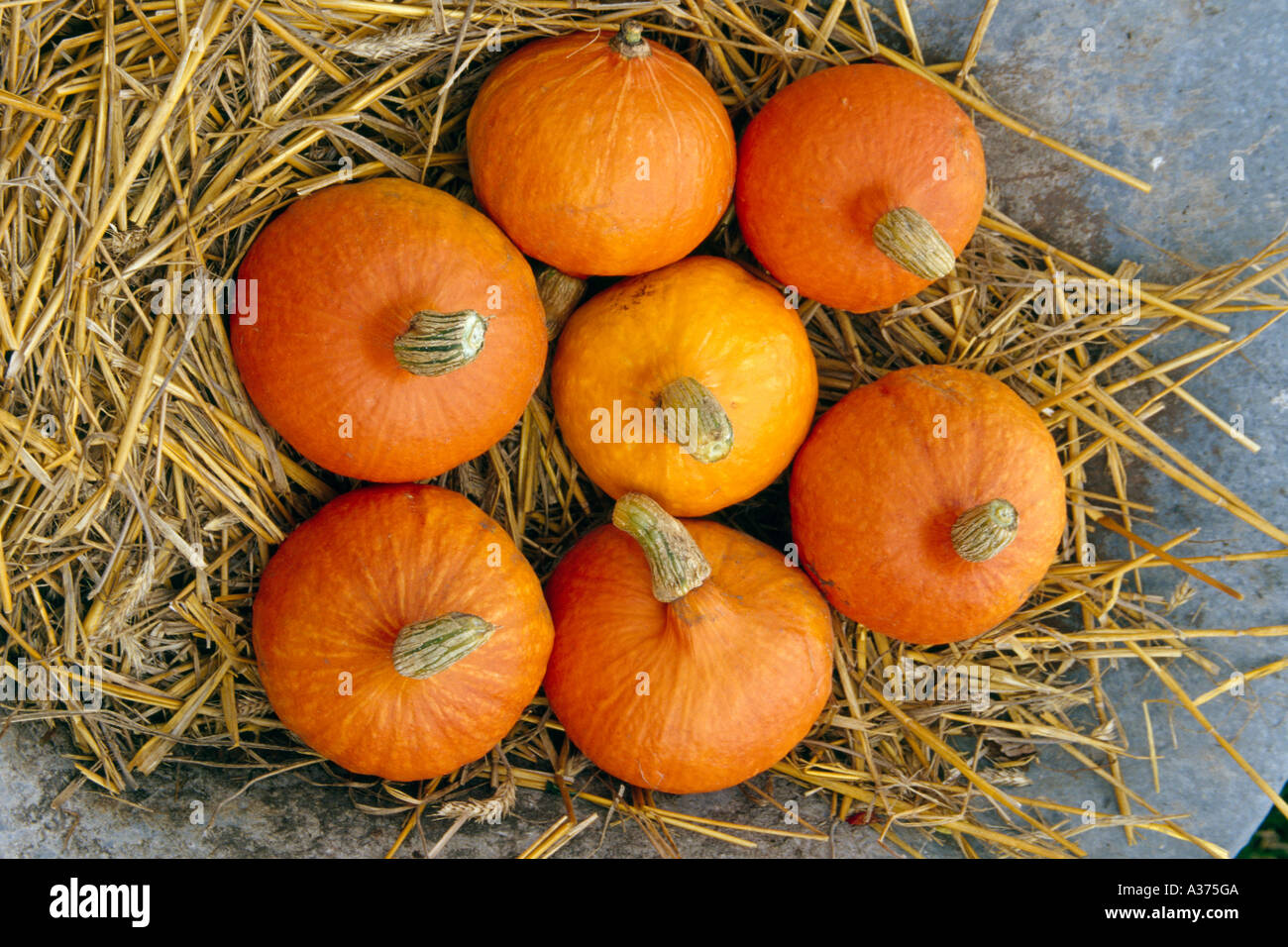 Ostbevern hi-res stock photography and images - Alamy