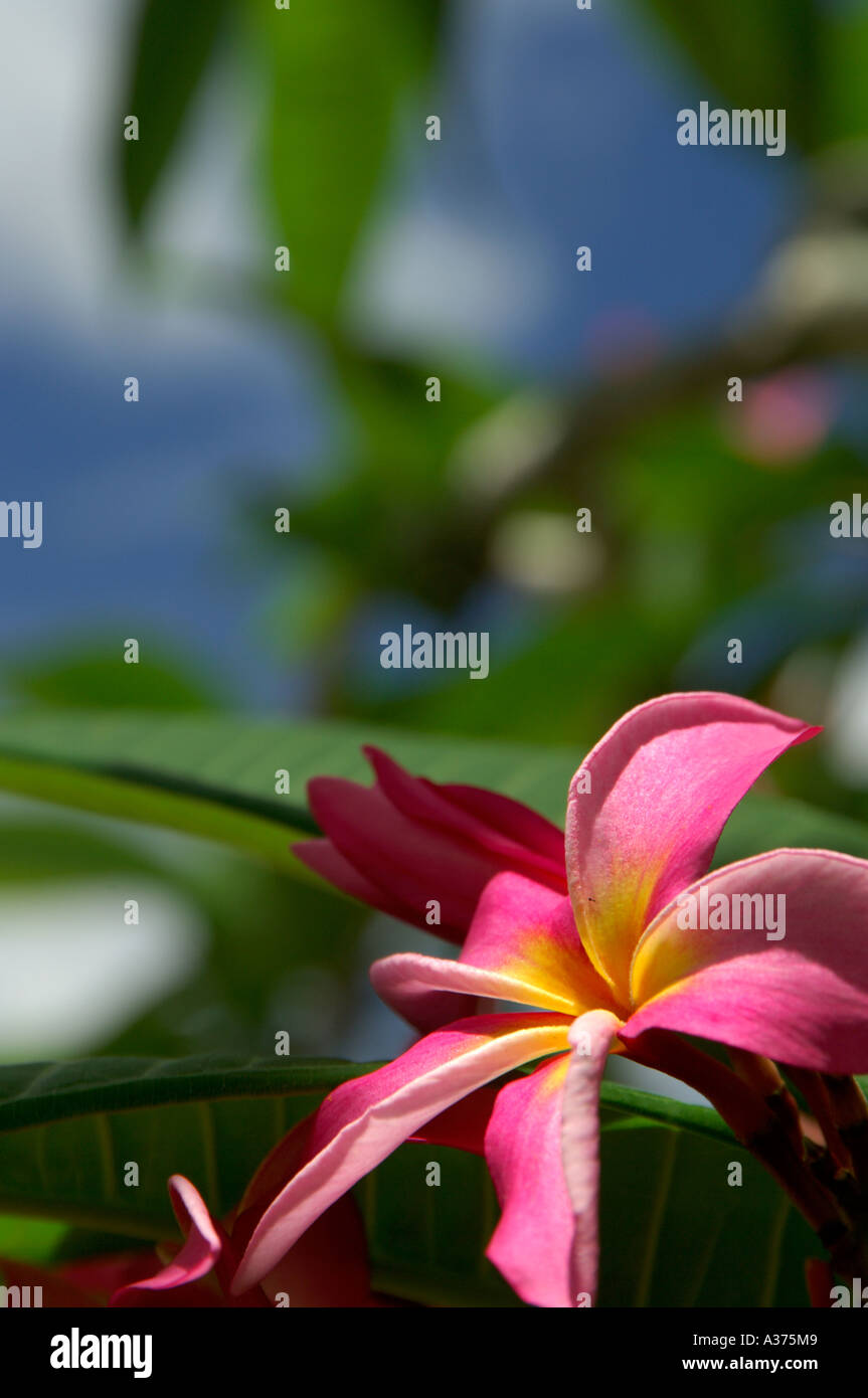 Frangipani flowers colour the roads on Aitutaki and all over the Cook ...