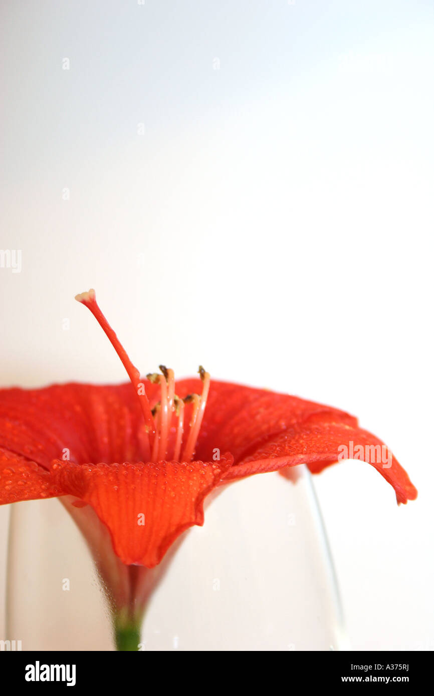 Bold flower hi-res stock photography and images - Alamy