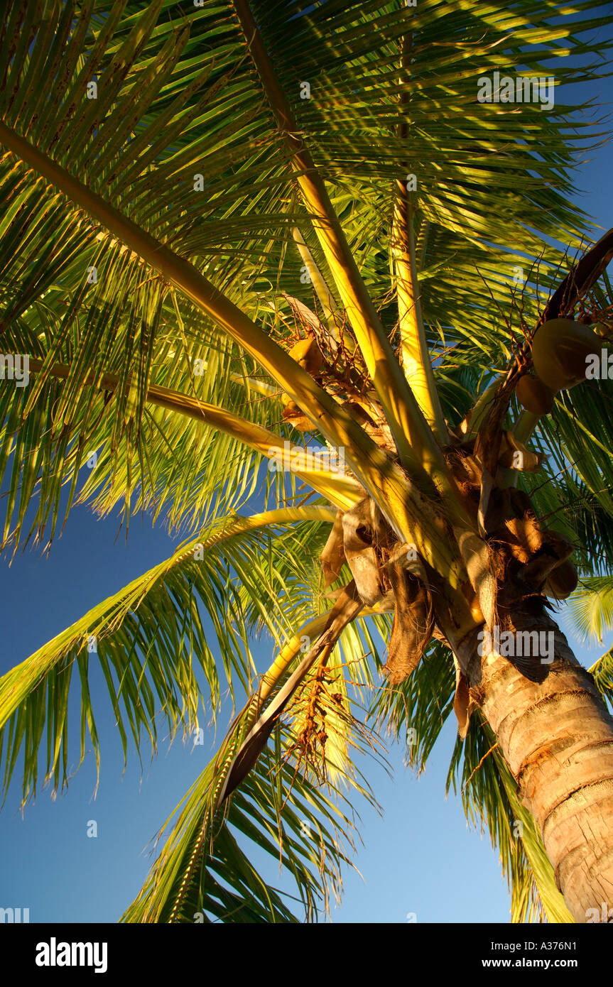 Palm tree lit by the setting sun on Aitutaki in the Cook Islands Stock ...