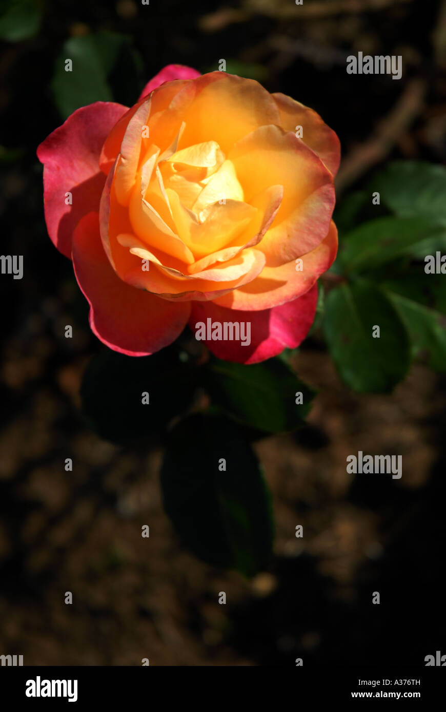 Roses in French garden Stock Photo - Alamy