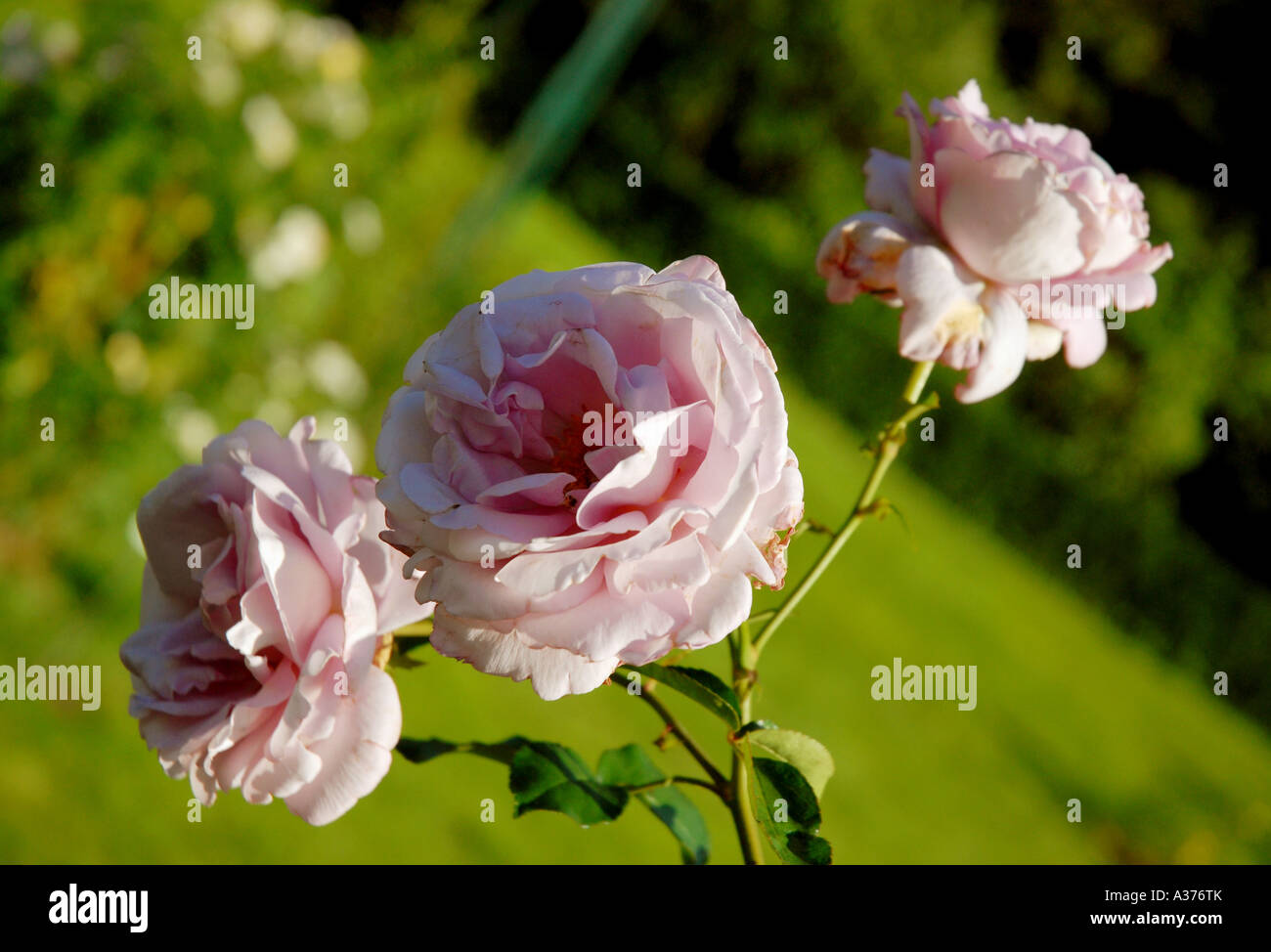 Roses in French garden Stock Photo - Alamy