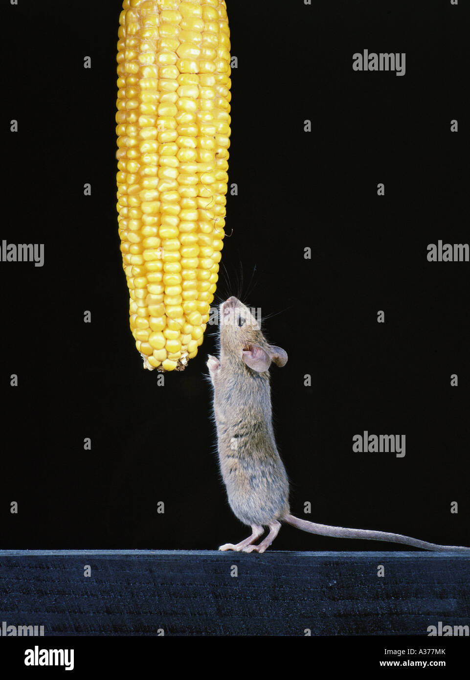 House Mouse Mus musculus adult eating drying corn cob Stock Photo - Alamy