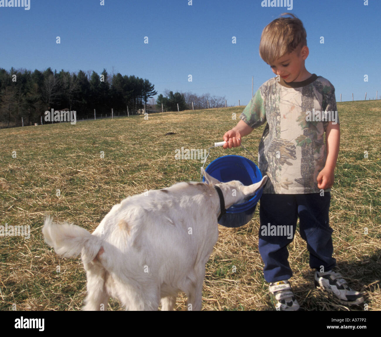 Boy Feeds Goats on Farm Stock Photo - Alamy