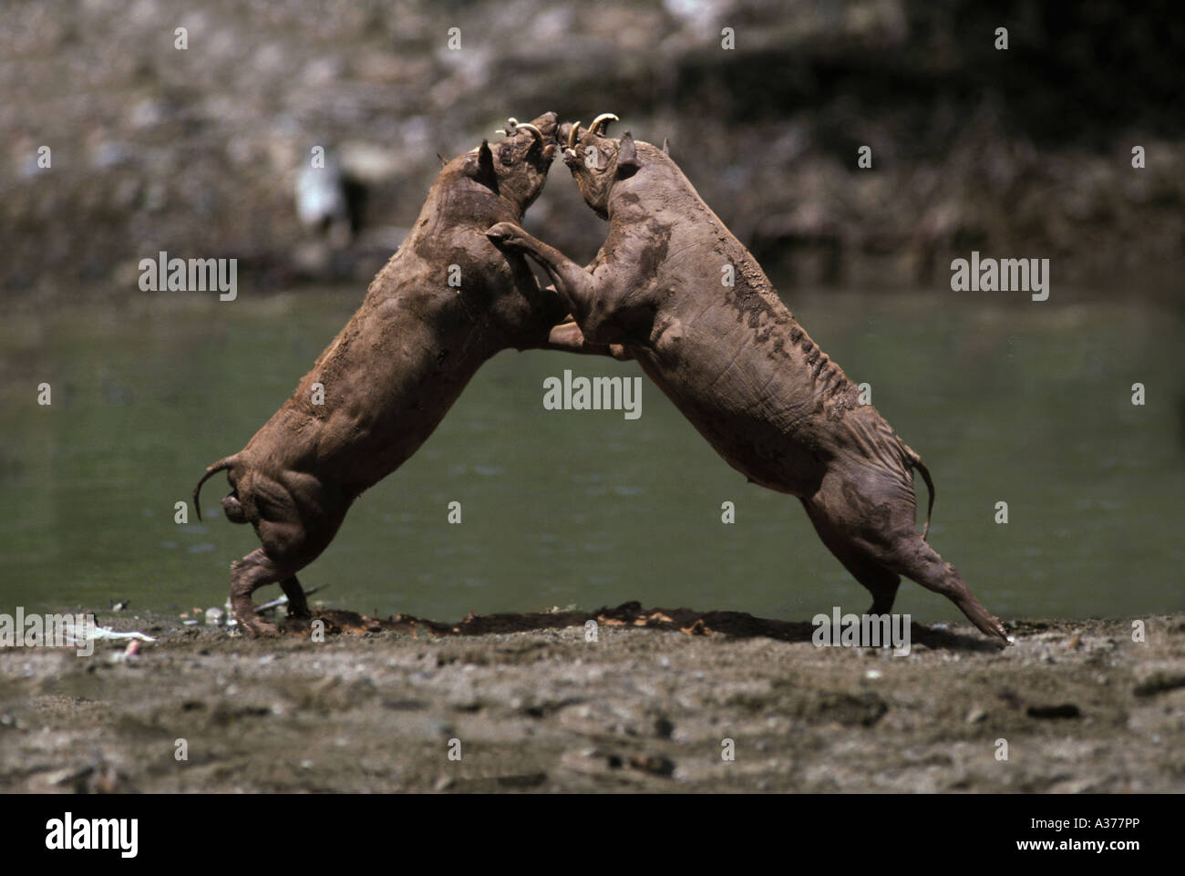 Babyrussa hi-res stock photography and images - Alamy