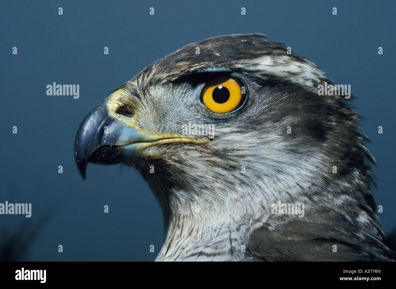 Male goshawk (Accipiter gentilis) close up of head Stock Photo - Alamy