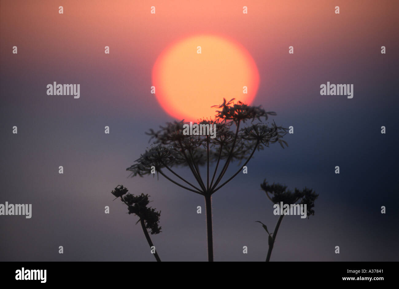 Pfaender mountain sunset hi-res stock photography and images - Alamy