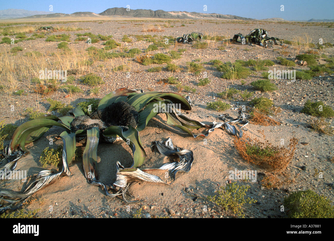 Welwitschia mirabilis plant Welwitschia Nature drive Swakopmund Namibia ...