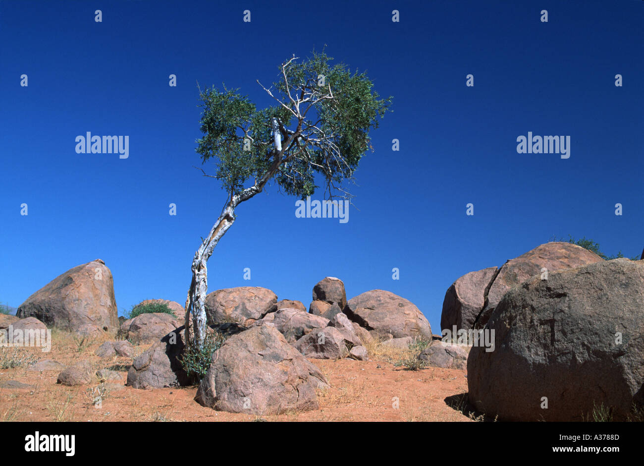 Desert tree and rocks Namibia 2000 Stock Photo - Alamy
