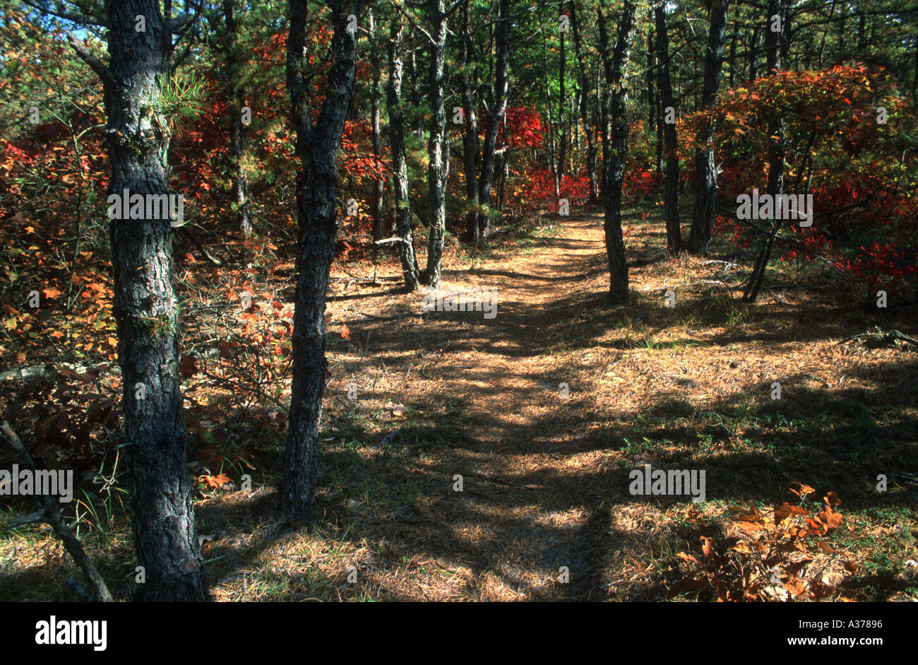 Fall coloured forest trail in Sears-Bellows County Park, Long Island ...