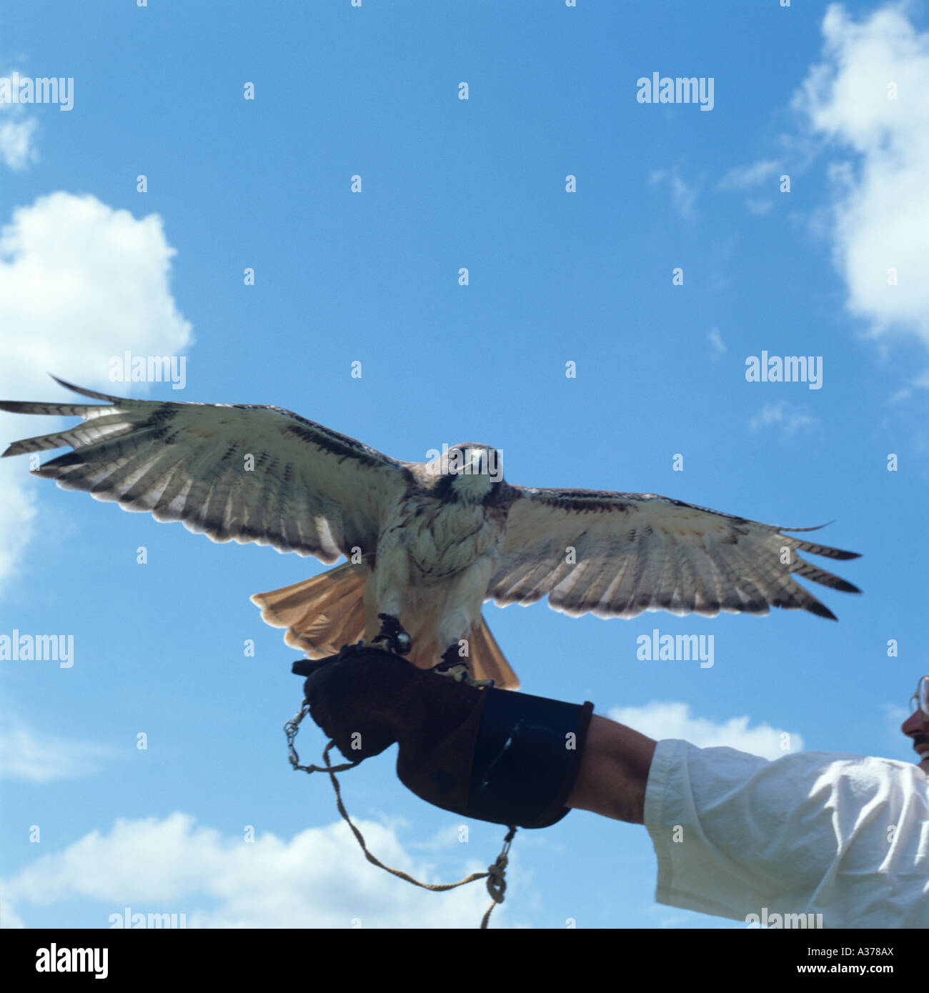 Hawk Preparing for Flight with Trainer Stock Photo - Alamy