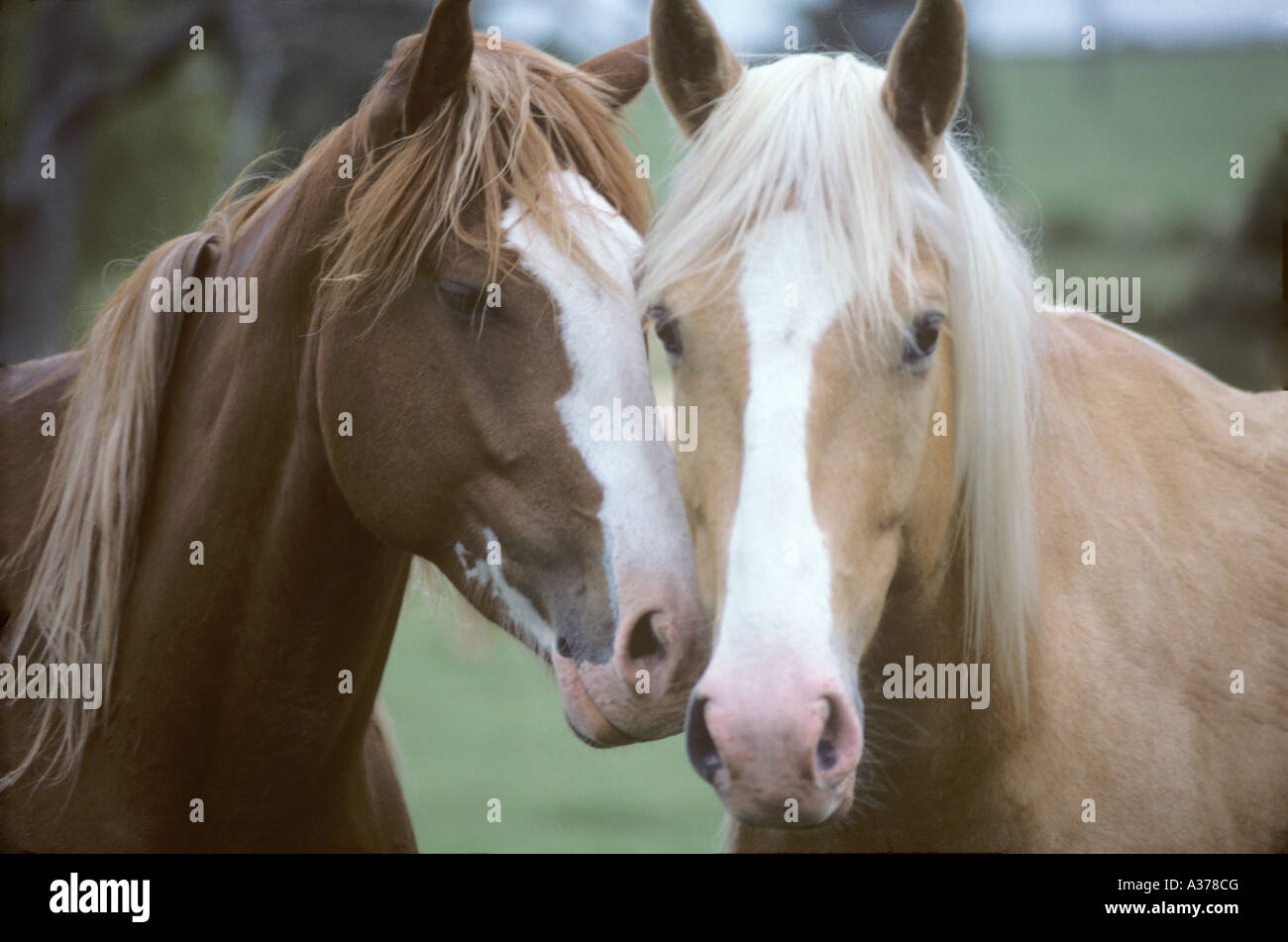 Two Horses Loving Stock Photo - Alamy