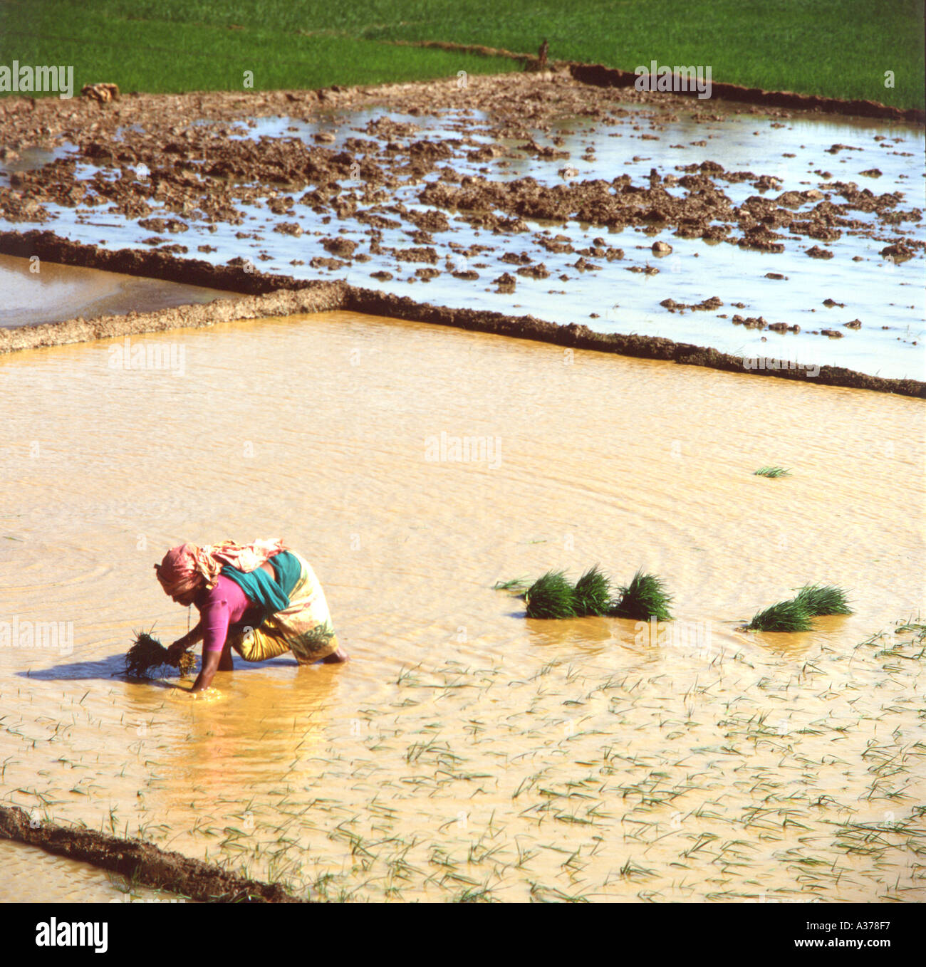 Rice planting in India Stock Photo - Alamy