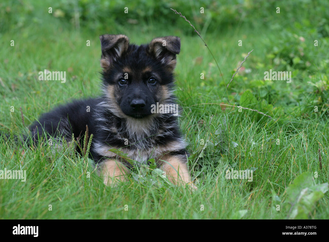 Alsation and baby hi-res stock photography and images - Alamy