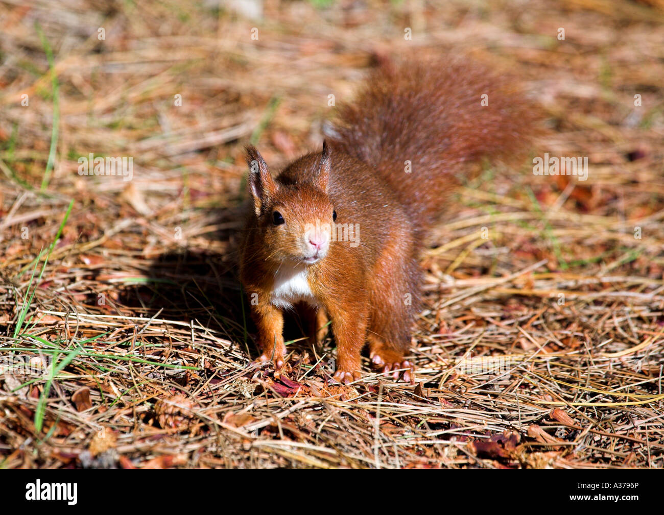 Sciurus vulgaris formby national trust reserve hi-res stock photography ...