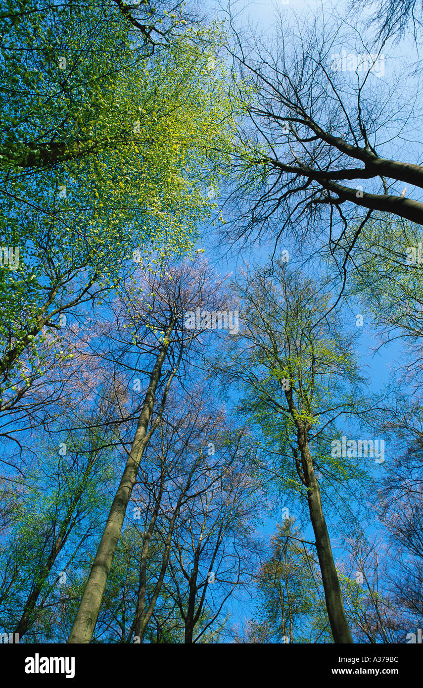 View toward canopy of beech trees in early spring at Forêt de Soignes ...