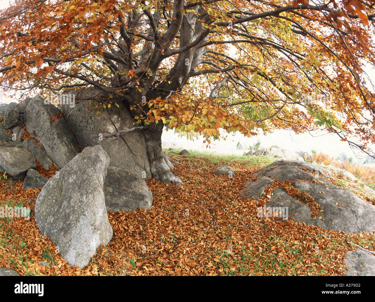 Autumn landscape with tree and rocks Stock Photo - Alamy