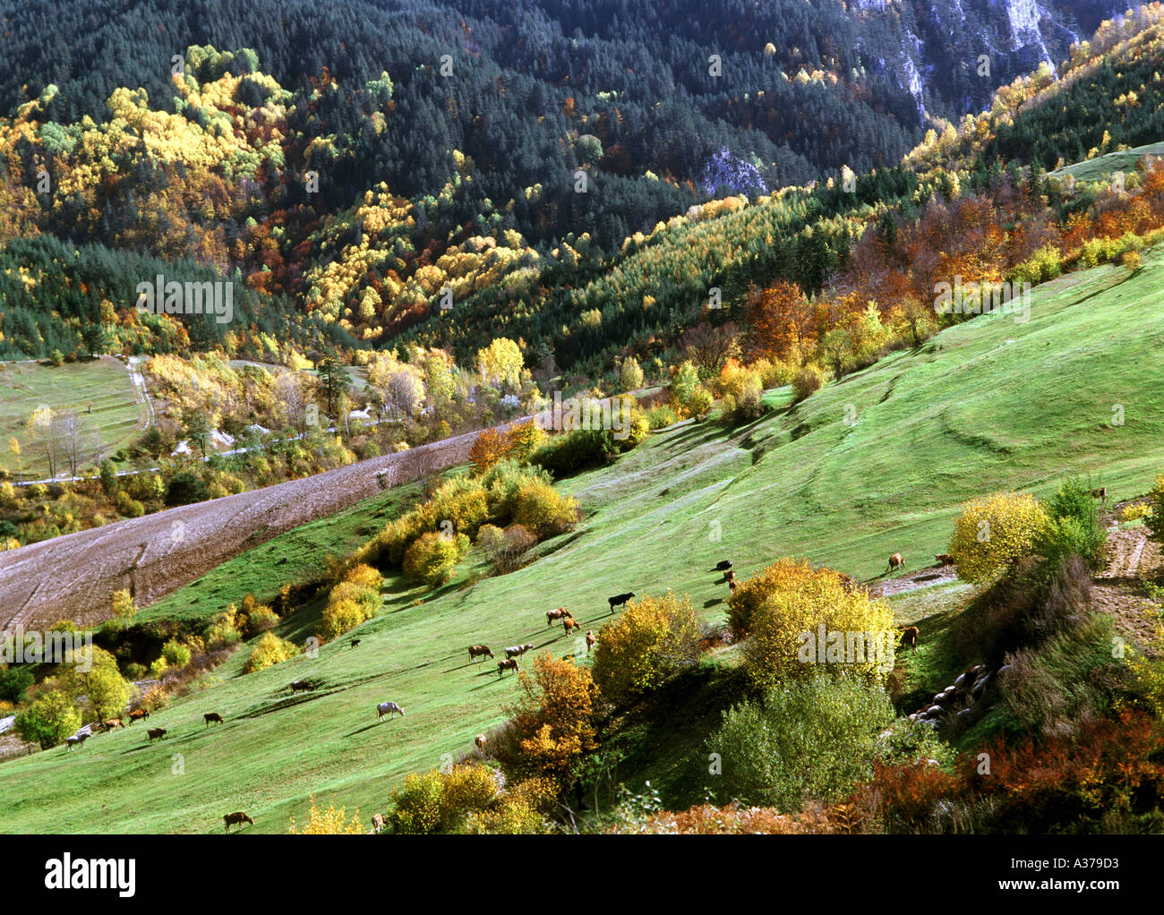 Fall in the mountains with grazing cattle Stock Photo - Alamy