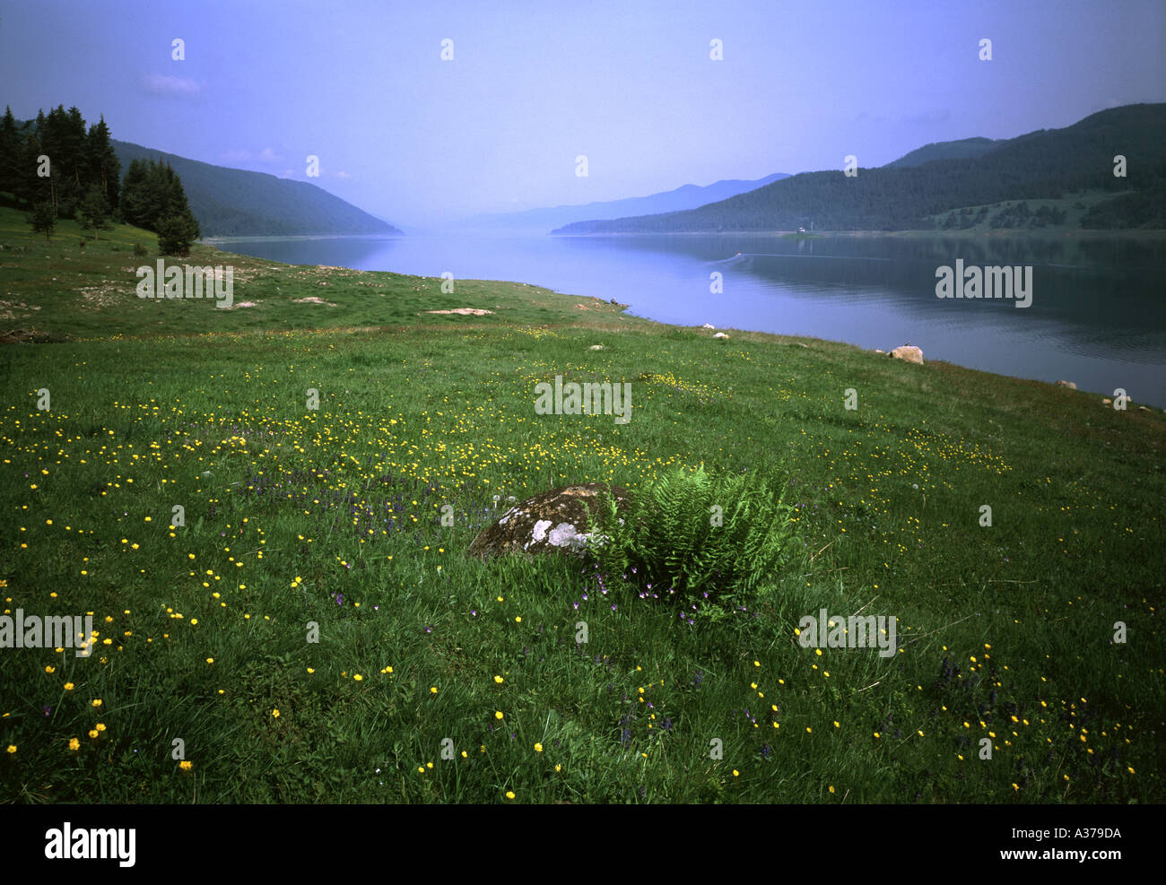 meadow with flowers to forest lake Stock Photo - Alamy