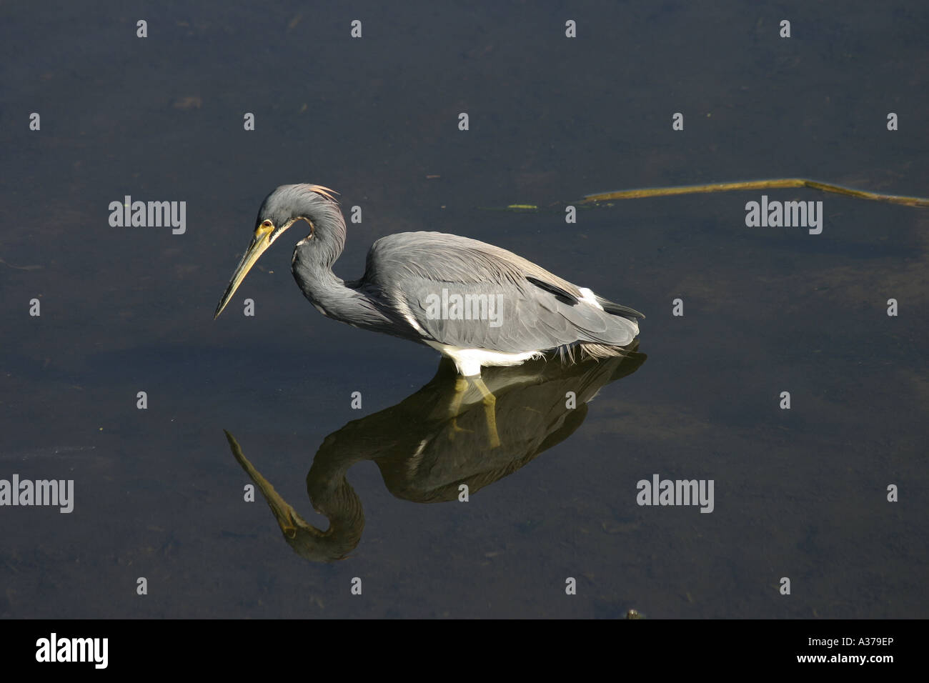 Tri Color Heron Stock Photo - Alamy