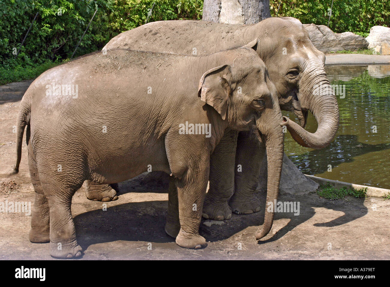 Two elephants walking side by side Stock Photo - Alamy