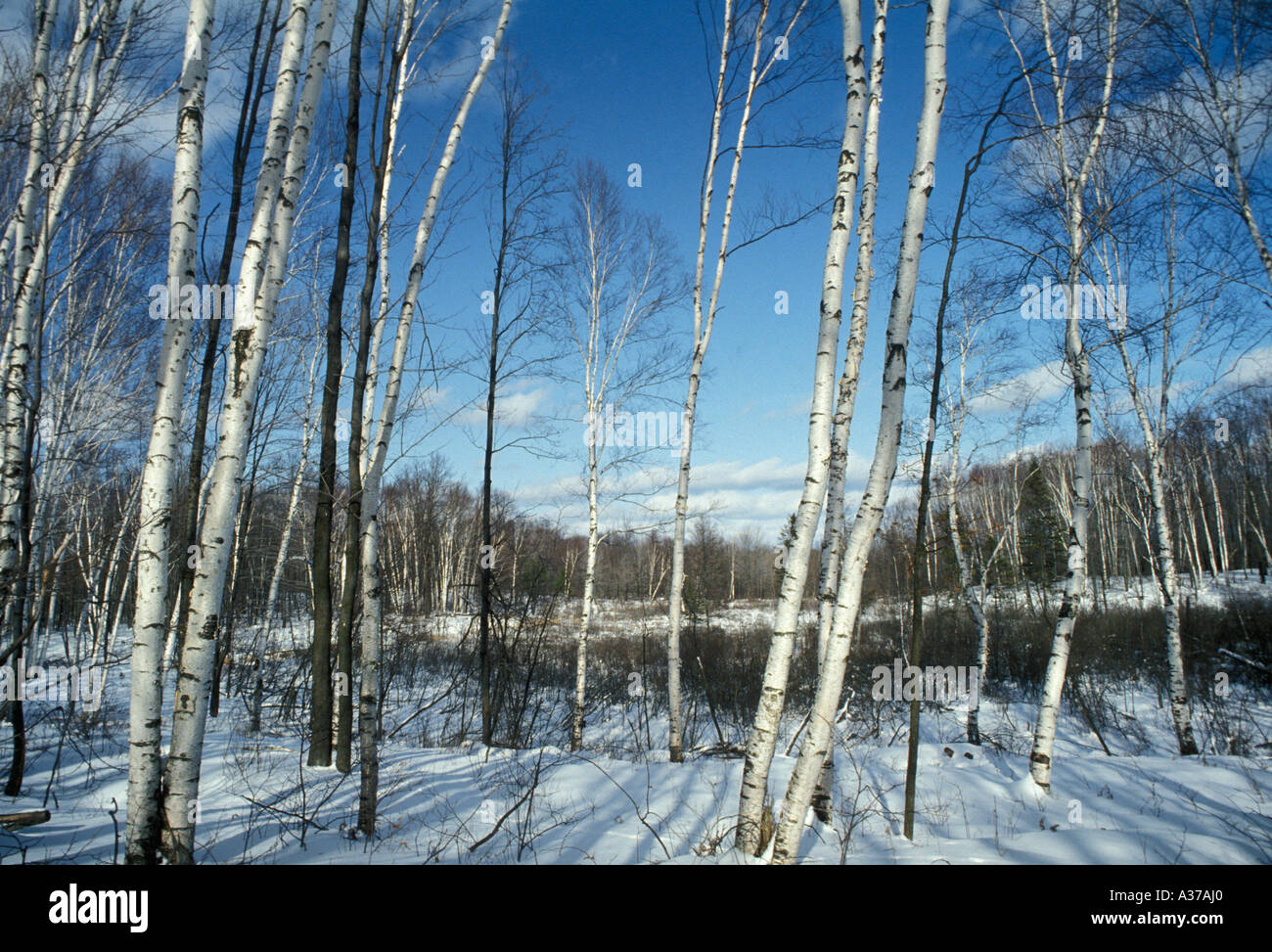 Huron National Forest Michigan Birch trees in winter in the Hoist Lakes ...