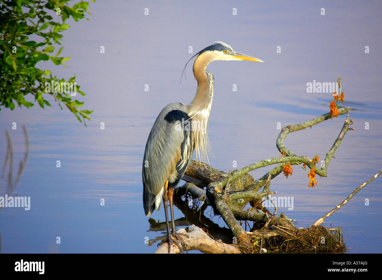 Blue heron water log resting wildlife bird hunter flyer hi-res stock ...