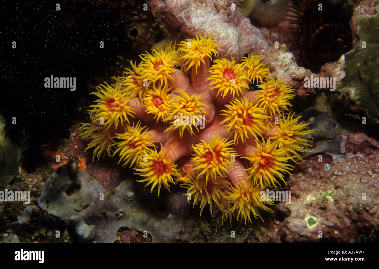 Dendrophyllia sp hi-res stock photography and images - Alamy