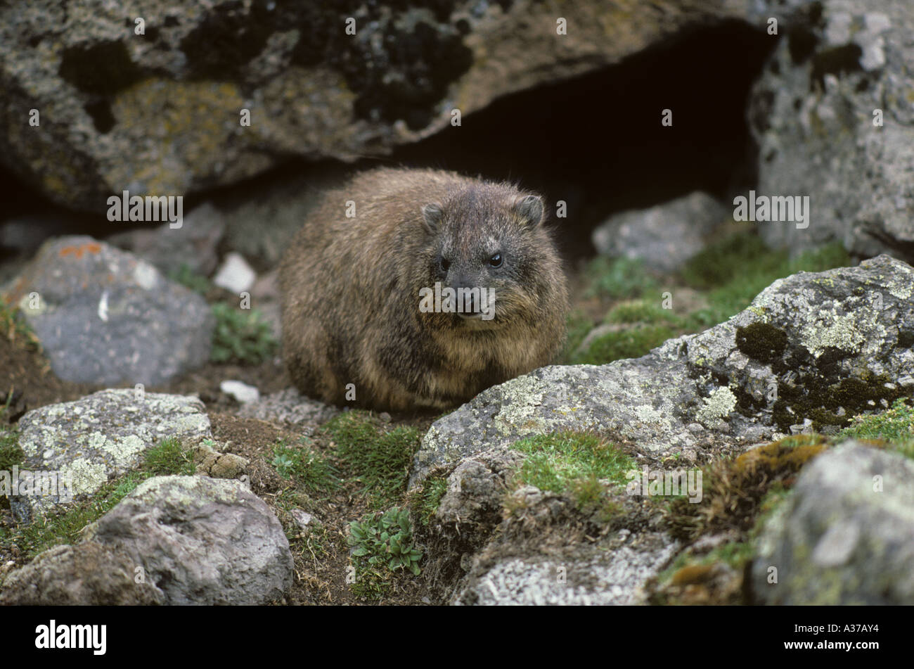 Rock Hyrax Procavia capensis Mount Kenya Kenya Africa Resemble rodents ...