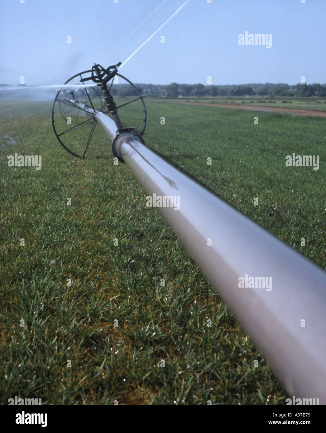 sod farm being watered Stock Photo - Alamy