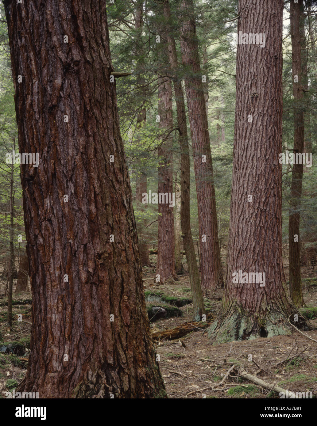 Old growth eastern white pine hi-res stock photography and images - Alamy