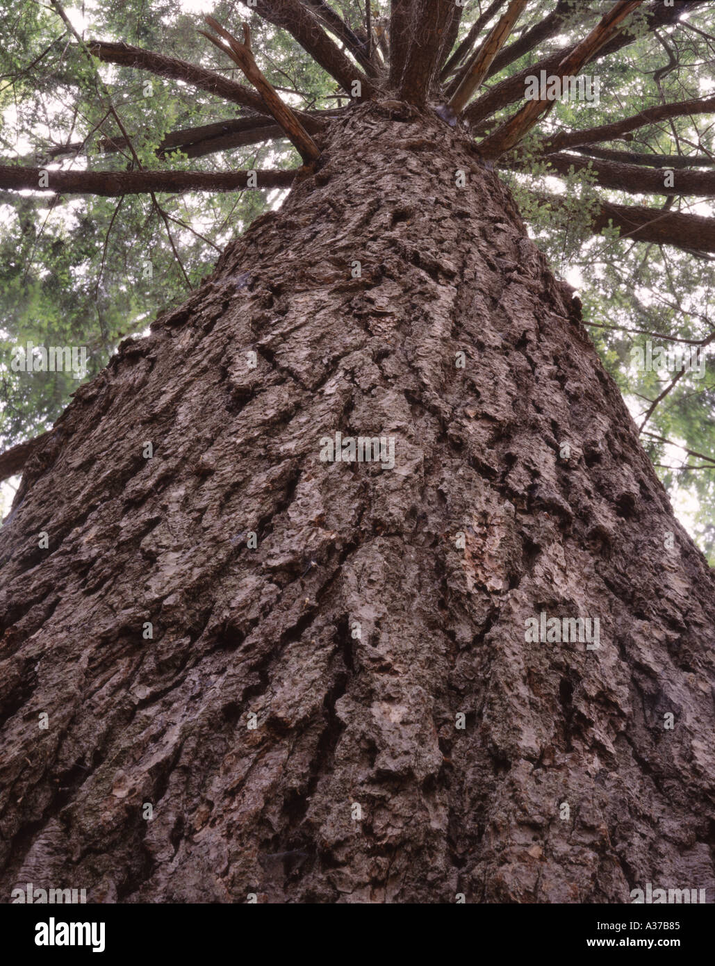 Towering Hemlock in Eastern Old Growth Forest Stock Photo - Alamy