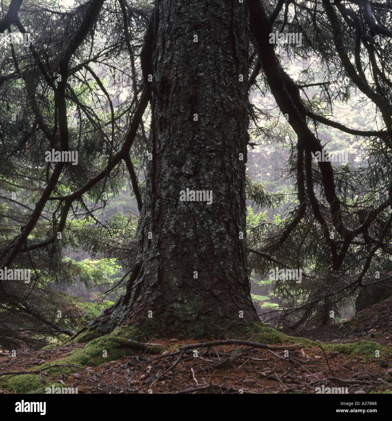 Lone Hemlock in Spruce Forest Stock Photo - Alamy