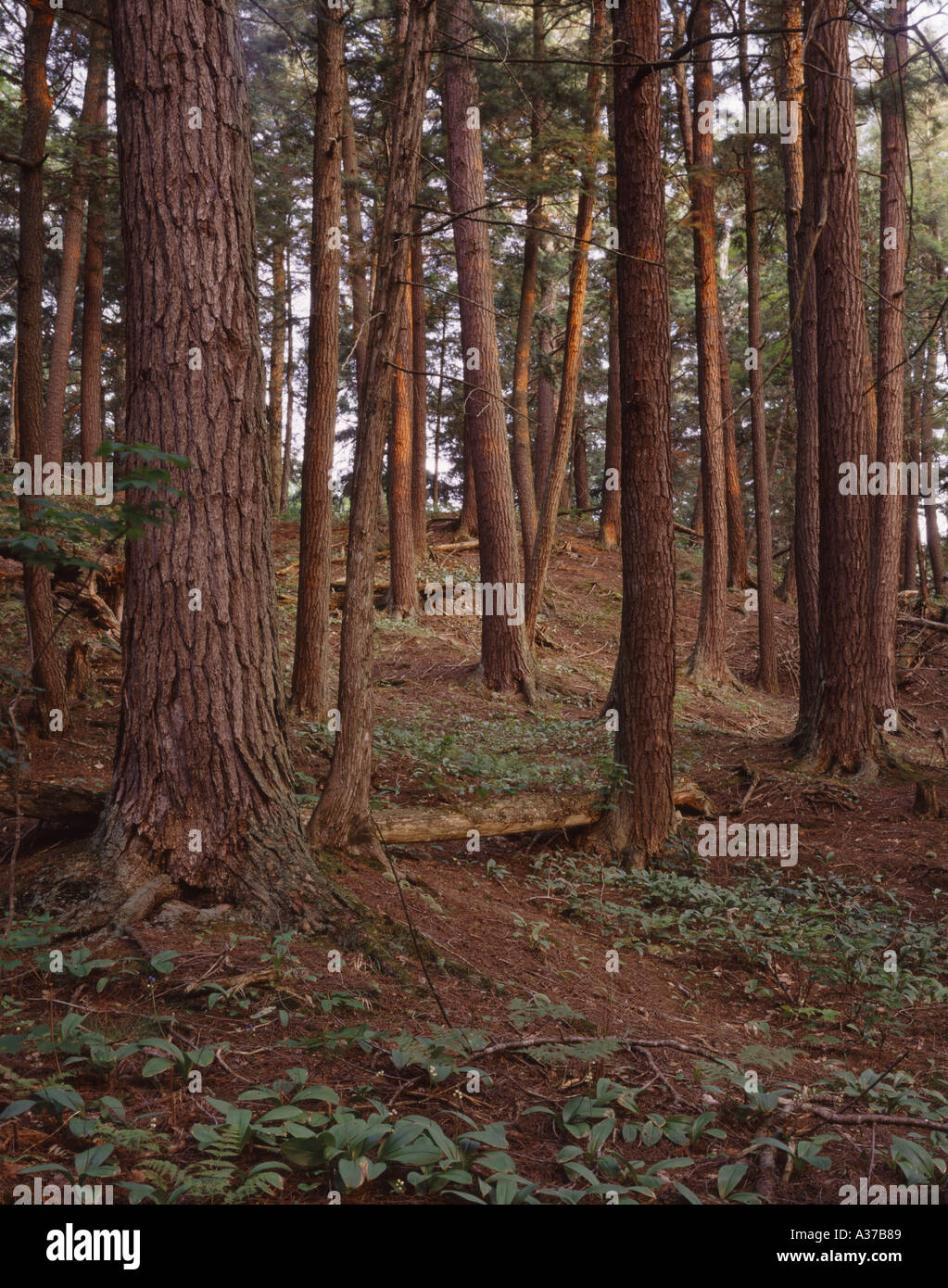 Hemlock grove hi-res stock photography and images - Alamy