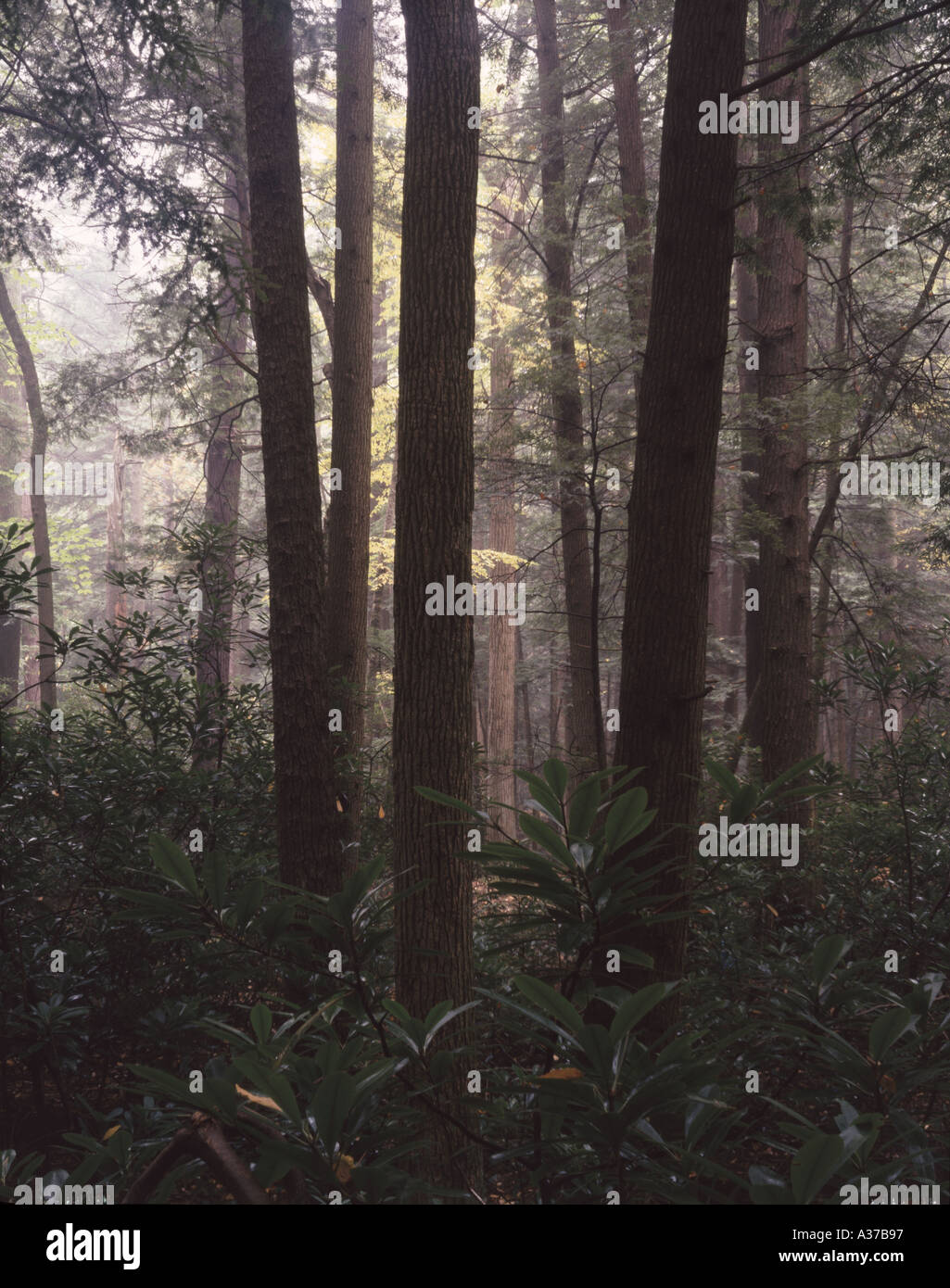 Old growth forest eastern hemlock hi-res stock photography and images ...