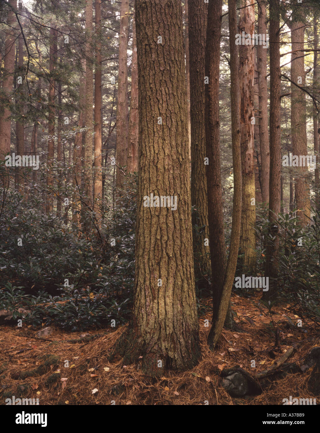Old growth forest eastern hemlock hi-res stock photography and images ...