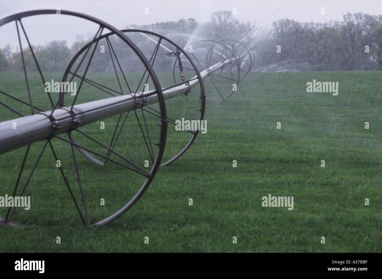 Sod farm being watered Stock Photo - Alamy
